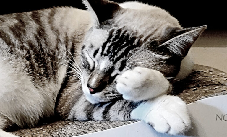 130 Silly Cat Names Funny, Whacky and Punny - Your Pets at Home