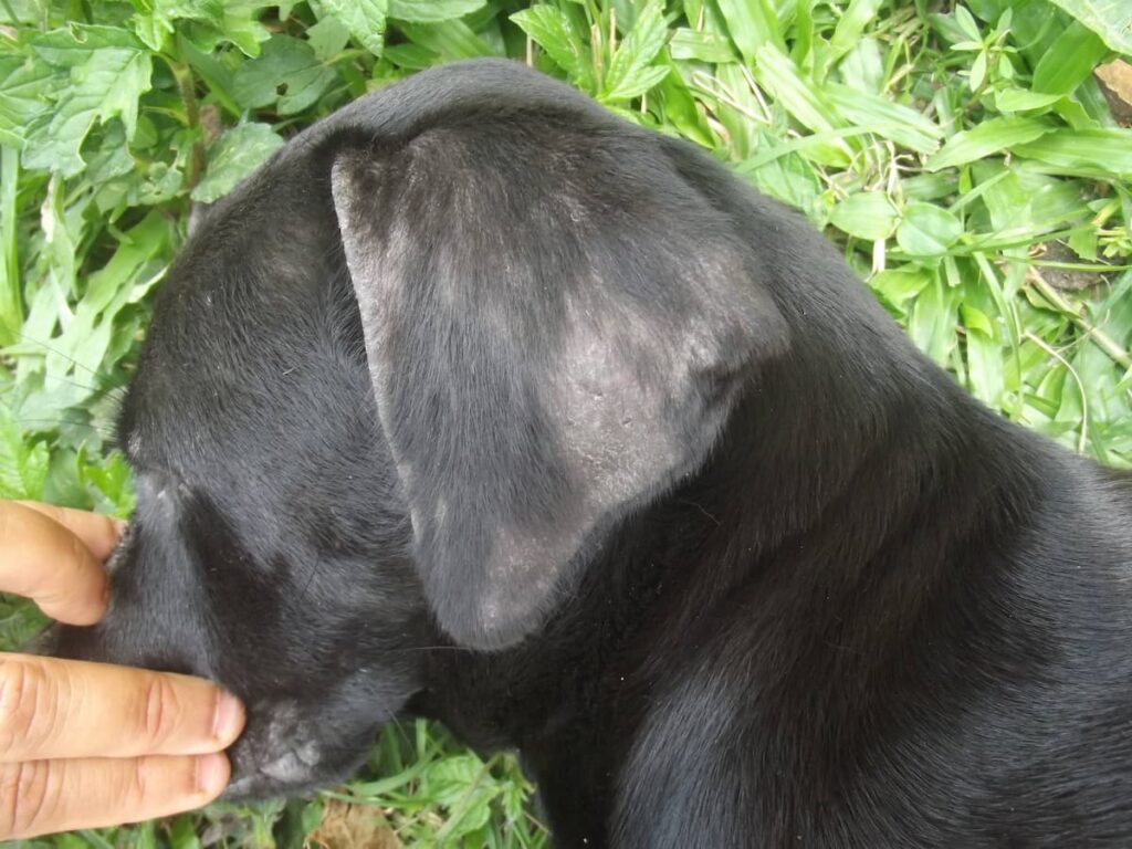 Cytopoint vs Apoquel: Which Is Best for Dog Allergies?