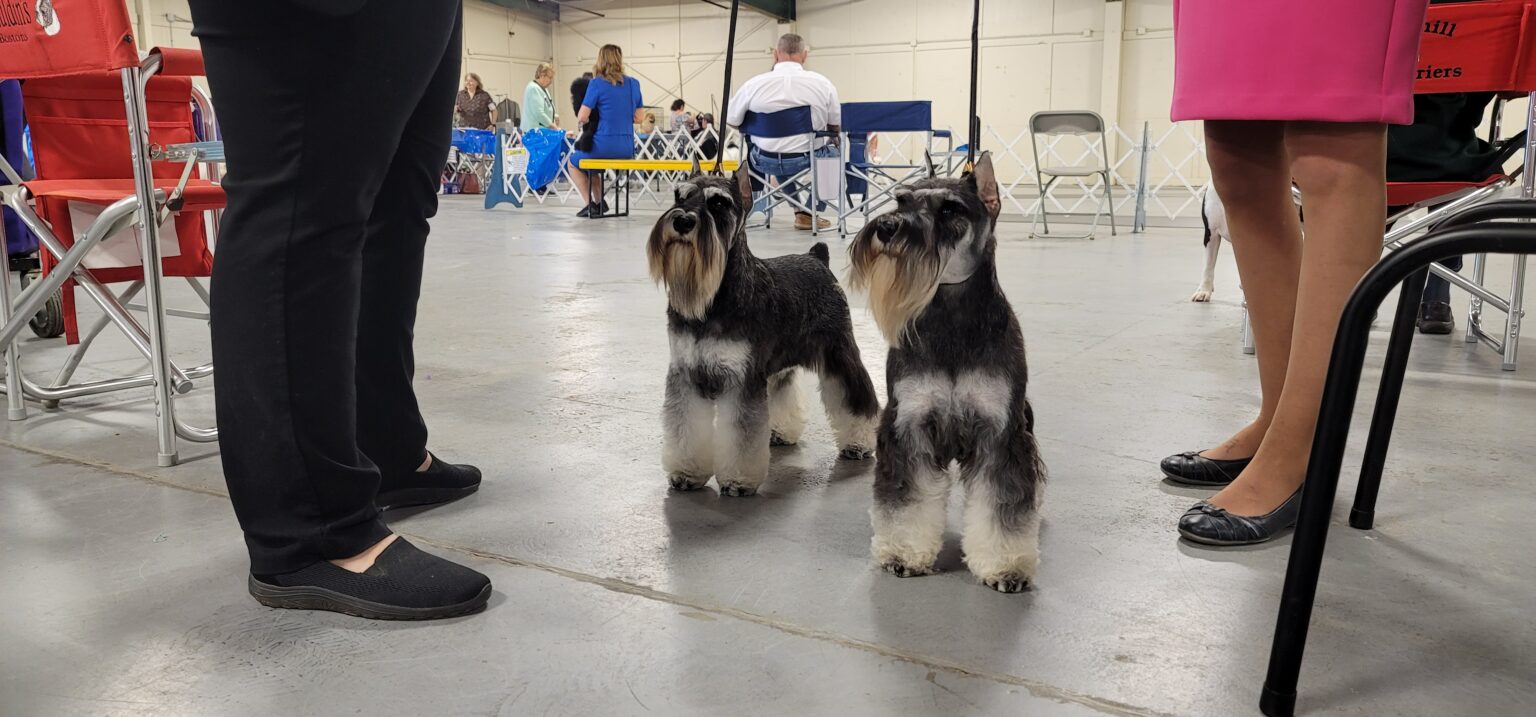 200 Schnauzer Names for the Plucky and Tenacious Dog - Your Pets at Home