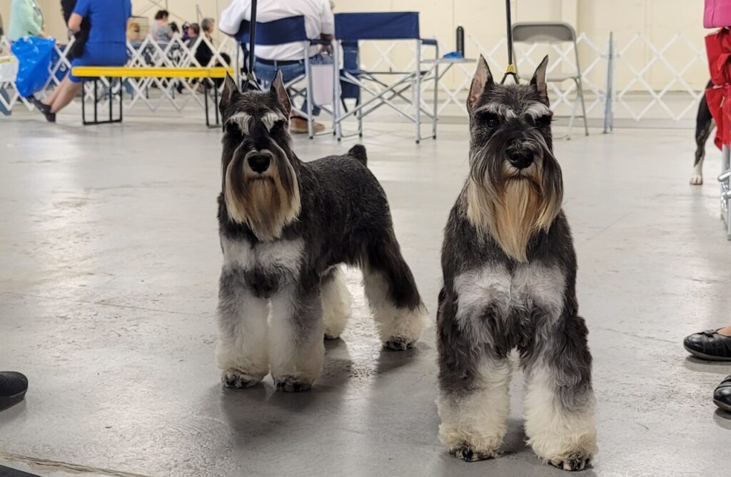 200 Schnauzer Names for the Plucky and Tenacious Dog - Your Pets at Home