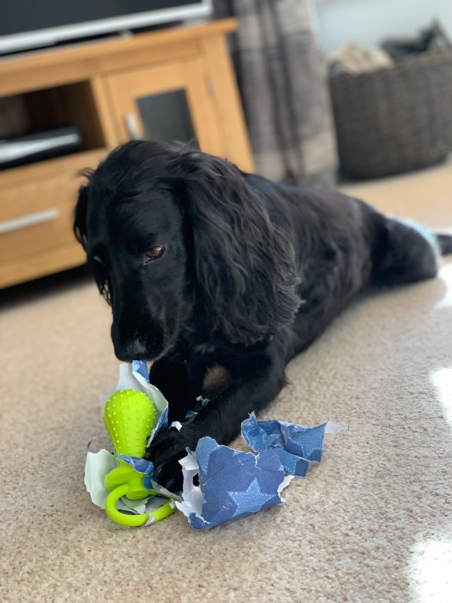 What Types of Mental Stimulation Are Best for Dogs? - Your Pets at Home