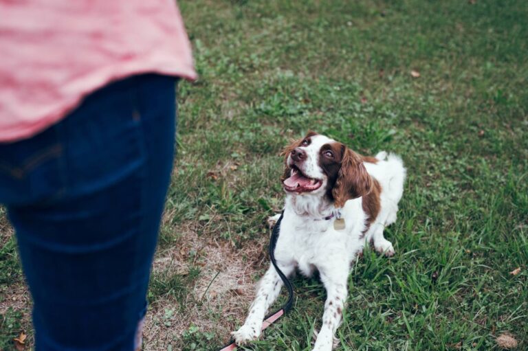 10 Basic Dog Training Tips for Beginners to Master - Your Pets at Home