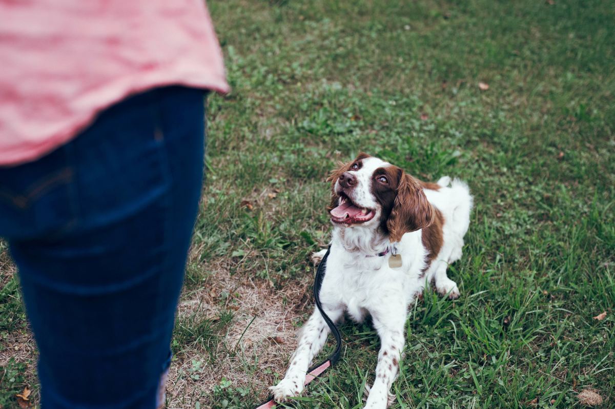 10 Basic Dog Training Tips for Beginners to Master - Your Pets at Home