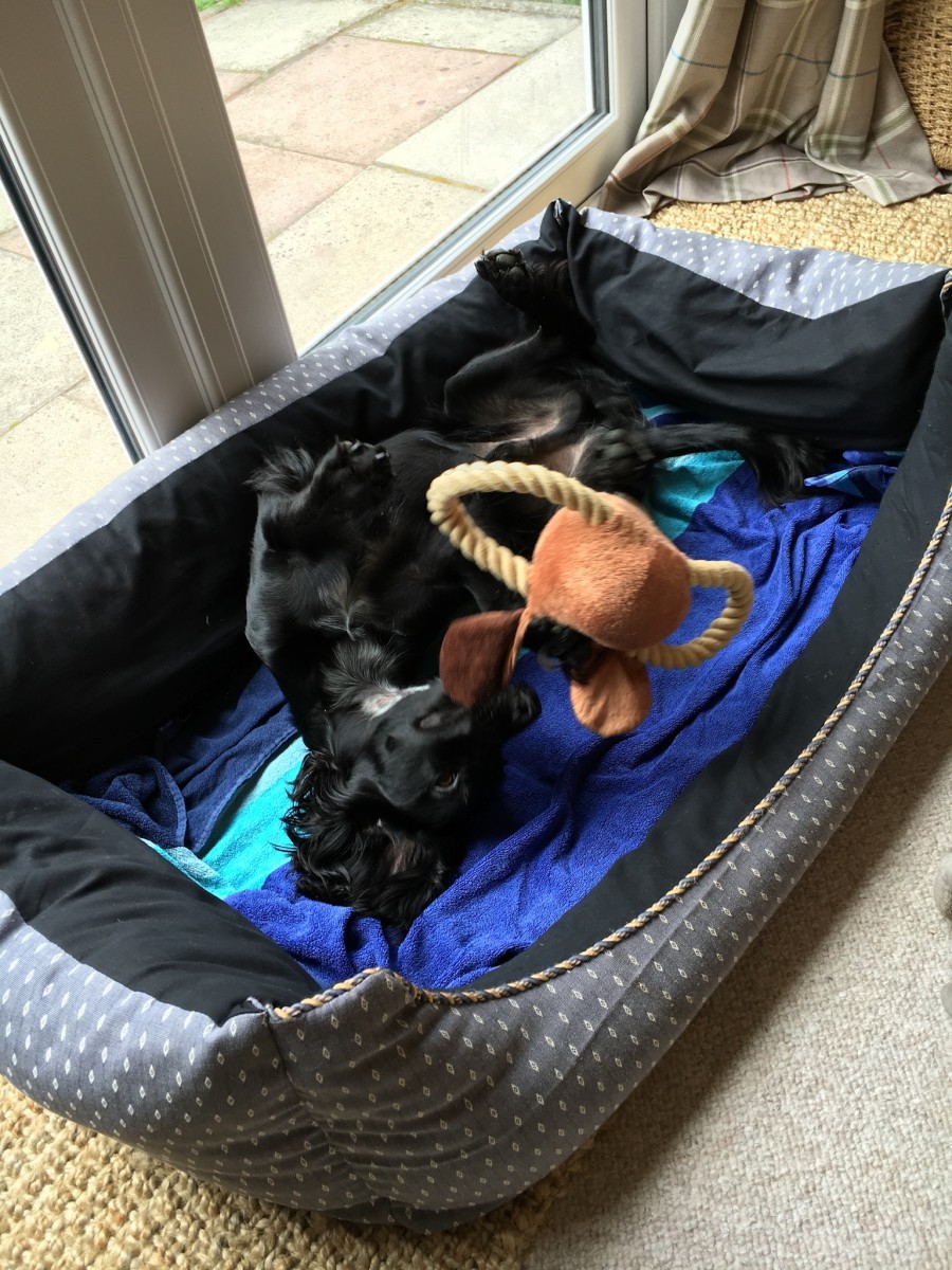 What Types of Mental Stimulation Are Best for Dogs? - Your Pets at Home