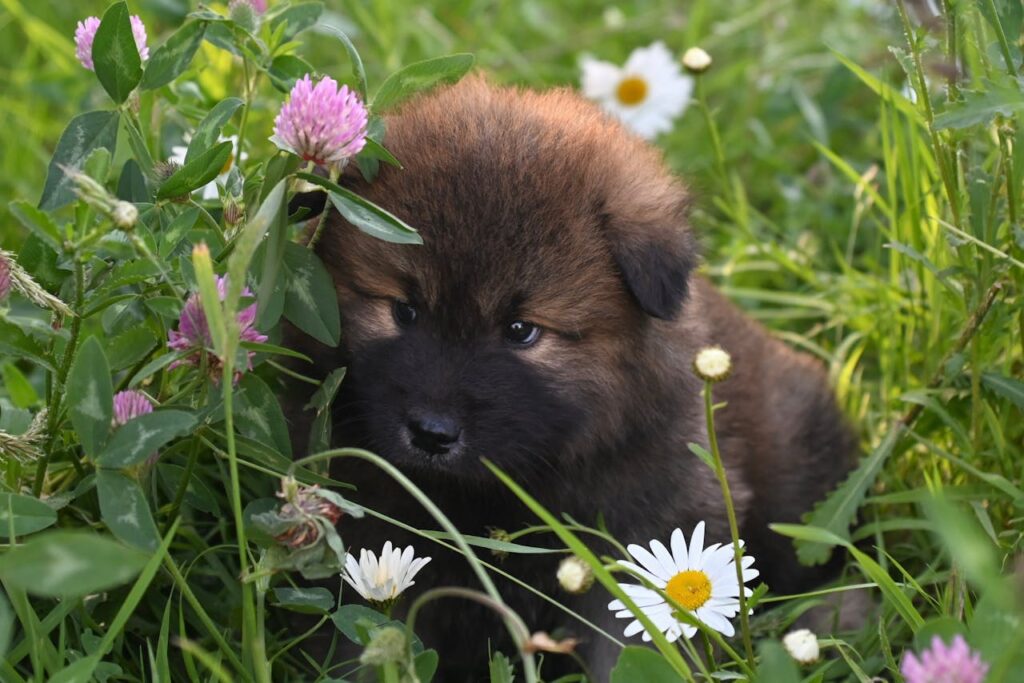 100 Sweet Names for Your Chocolate-Colored Dog