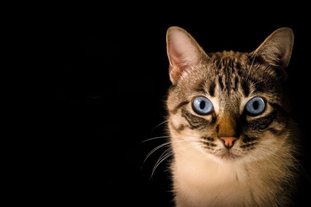 Survivor Names for Cats, Rescues and Strays - Your Pets at Home