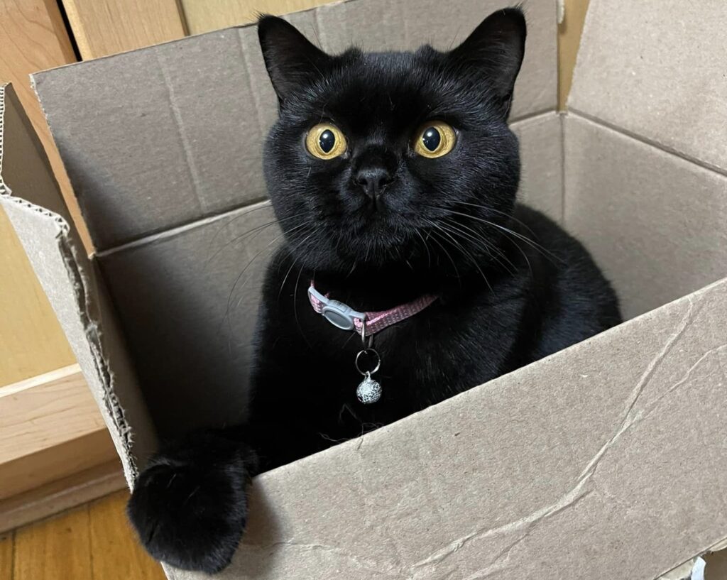 180 Black Cat Names From Fashion, Art & The Heavens - Your Pets at Home
