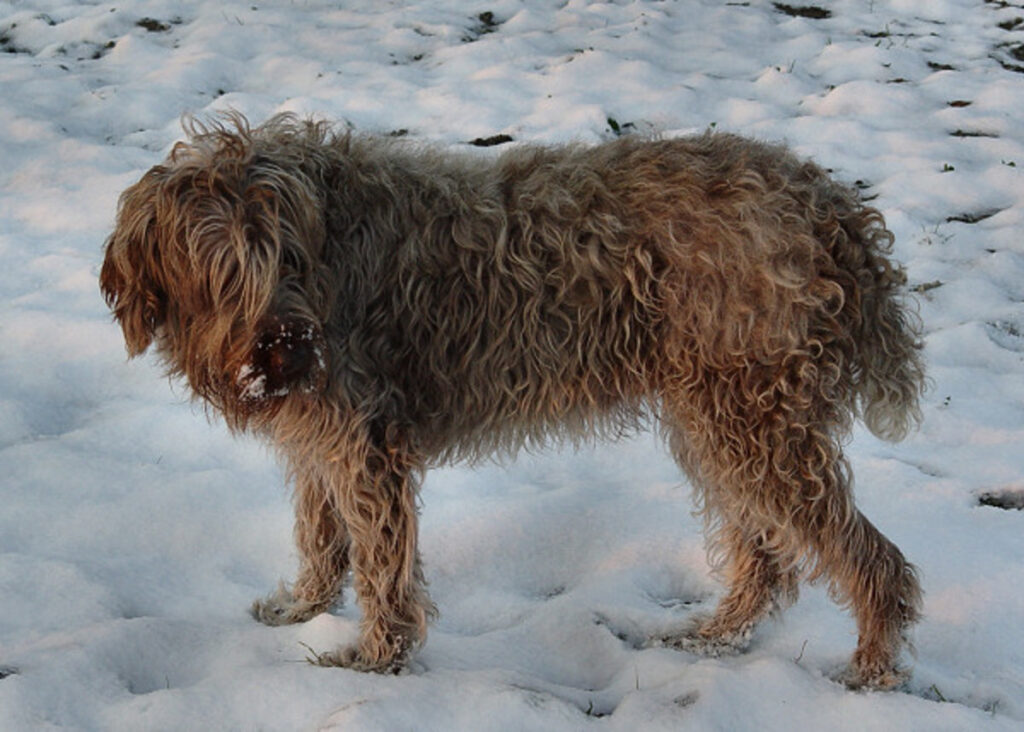 How to Tell a Dog's Age By Teeth (FAQs and Photos) - Your Pets at Home