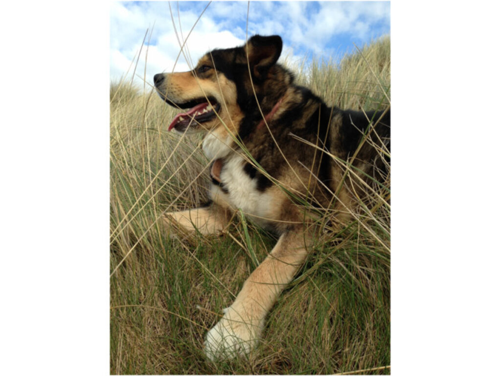 Degenerative Myelopathy (DM) in Dogs: Stages and Symptoms - Your Pets ...