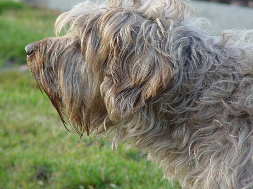 Degenerative Myelopathy (DM) in Dogs: Stages and Symptoms - Your Pets ...