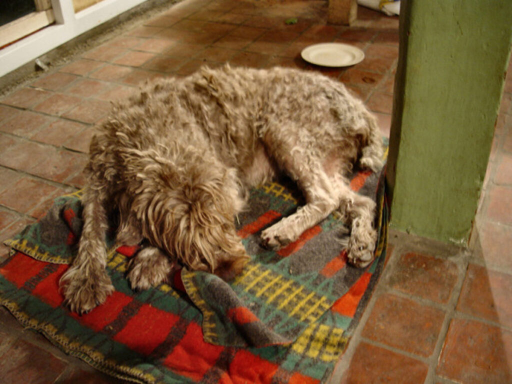 Degenerative Myelopathy (DM) in Dogs: Stages and Symptoms - Your Pets ...