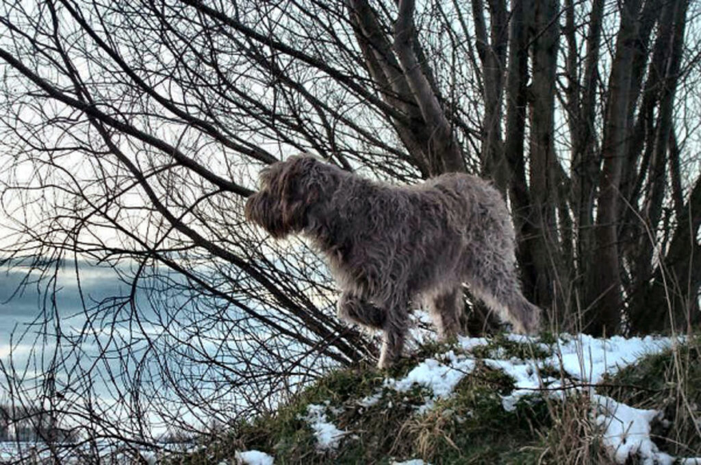 Degenerative Myelopathy (DM) in Dogs: Stages and Symptoms - Your Pets ...