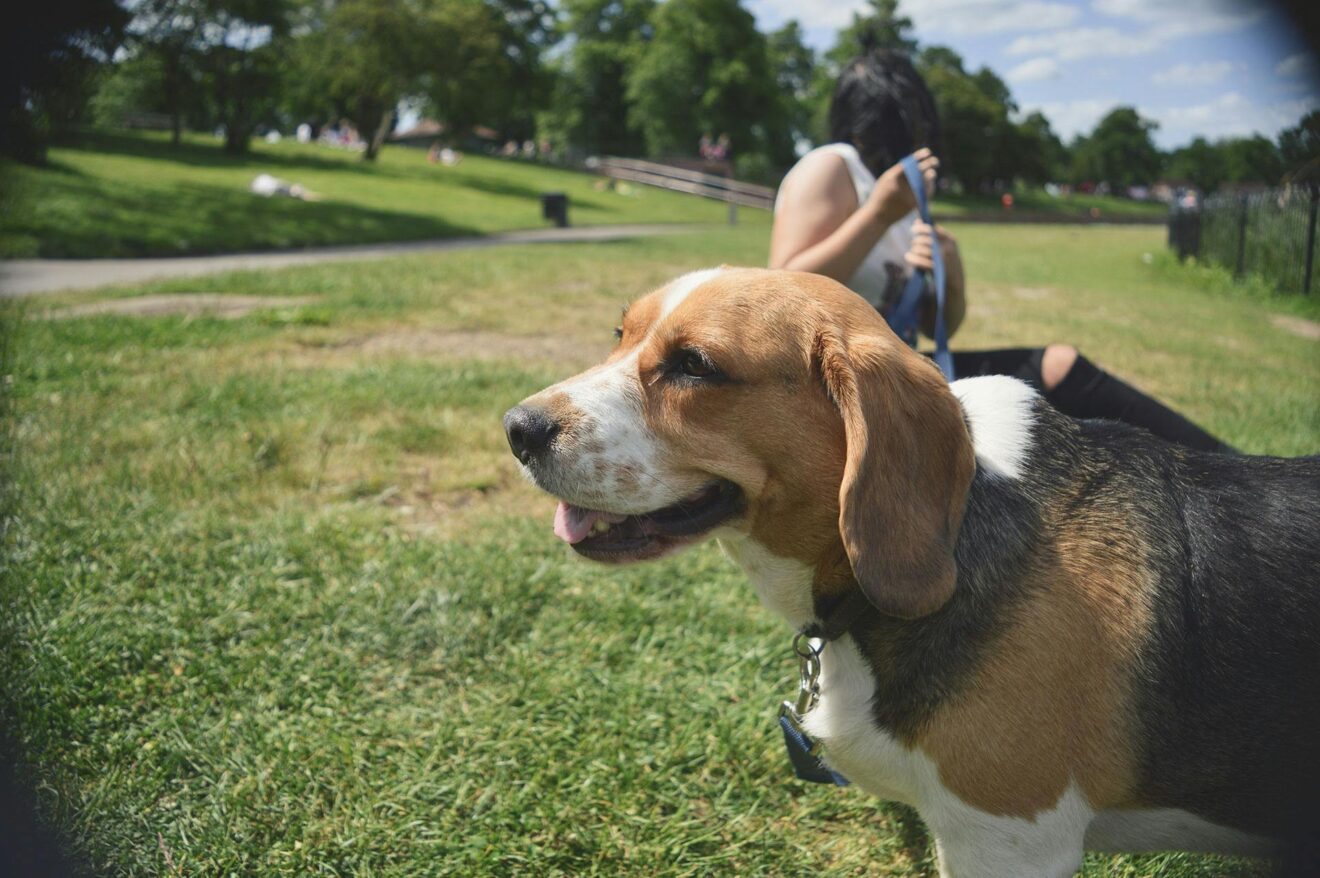 10 Basic Dog Training Tips for Beginners to Master - Your Pets at Home