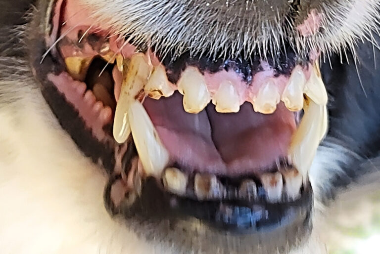 How to Tell a Dog's Age By Teeth (FAQs and Photos) - Your Pets at Home