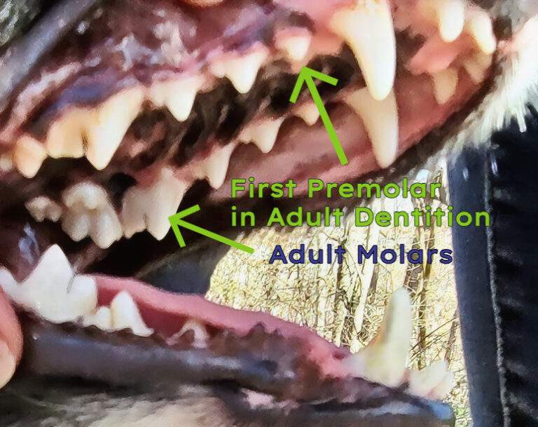 How to Tell a Dog's Age By Teeth (FAQs and Photos) - Your Pets at Home