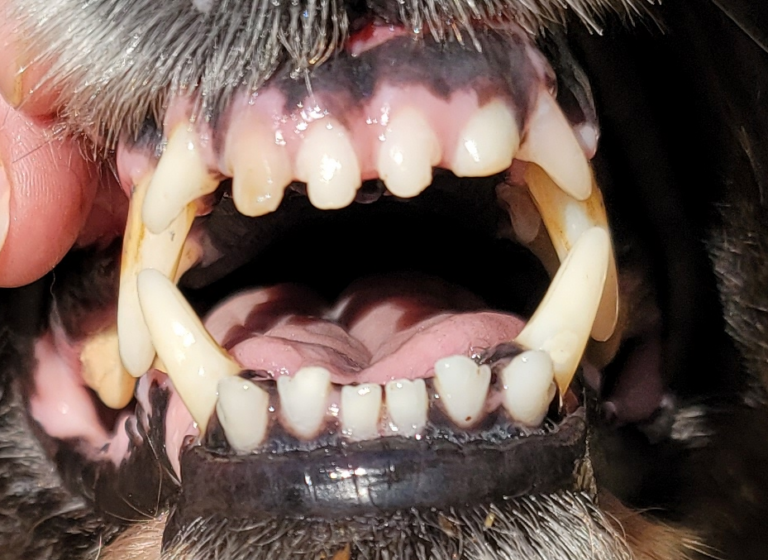 How to Tell a Dog's Age By Teeth (FAQs and Photos) - Your Pets at Home