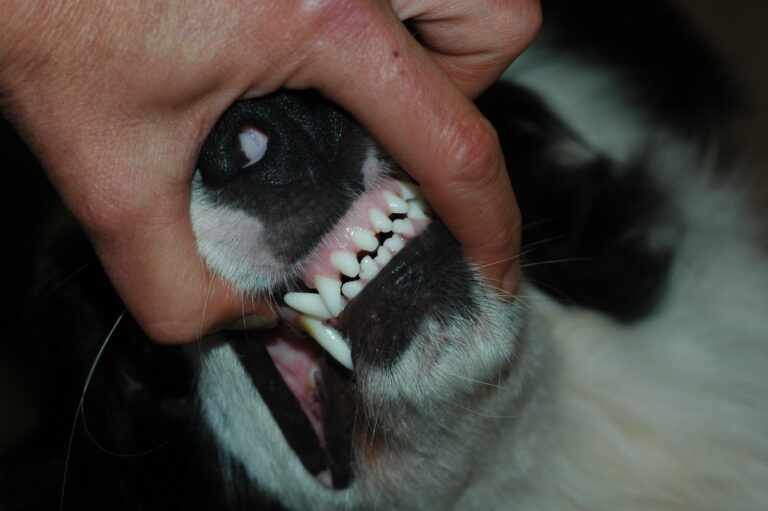 How to Tell a Dog's Age By Teeth (FAQs and Photos) - Your Pets at Home