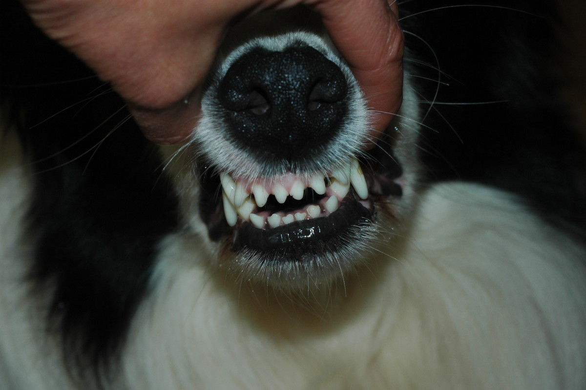 How to Tell a Dog's Age By Teeth (FAQs and Photos) - Your Pets at Home