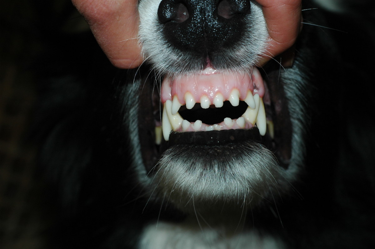 How to Tell a Dog's Age By Teeth (FAQs and Photos) - Your Pets at Home