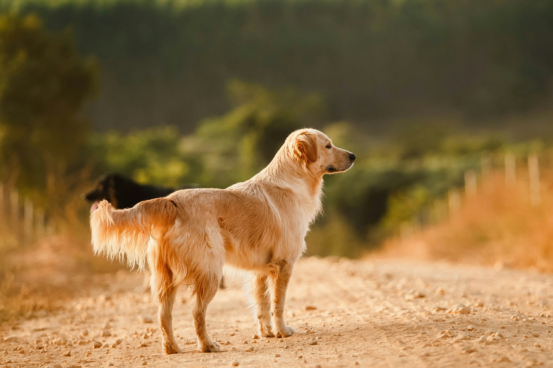 What Dog Has the Best Sense of Smell? Top 10 Breeds - Your Pets at Home