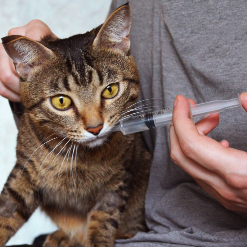 When and How to Syringe-Feed a Cat - Your Pets at Home